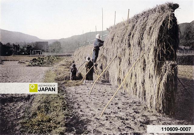 1907 • "The Rice in Japan" | OLD PHOTOS of JAPAN