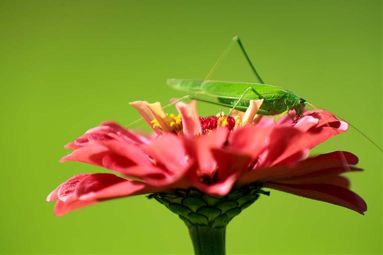1890s • Selling Insect Musicians | OLD PHOTOS of JAPAN