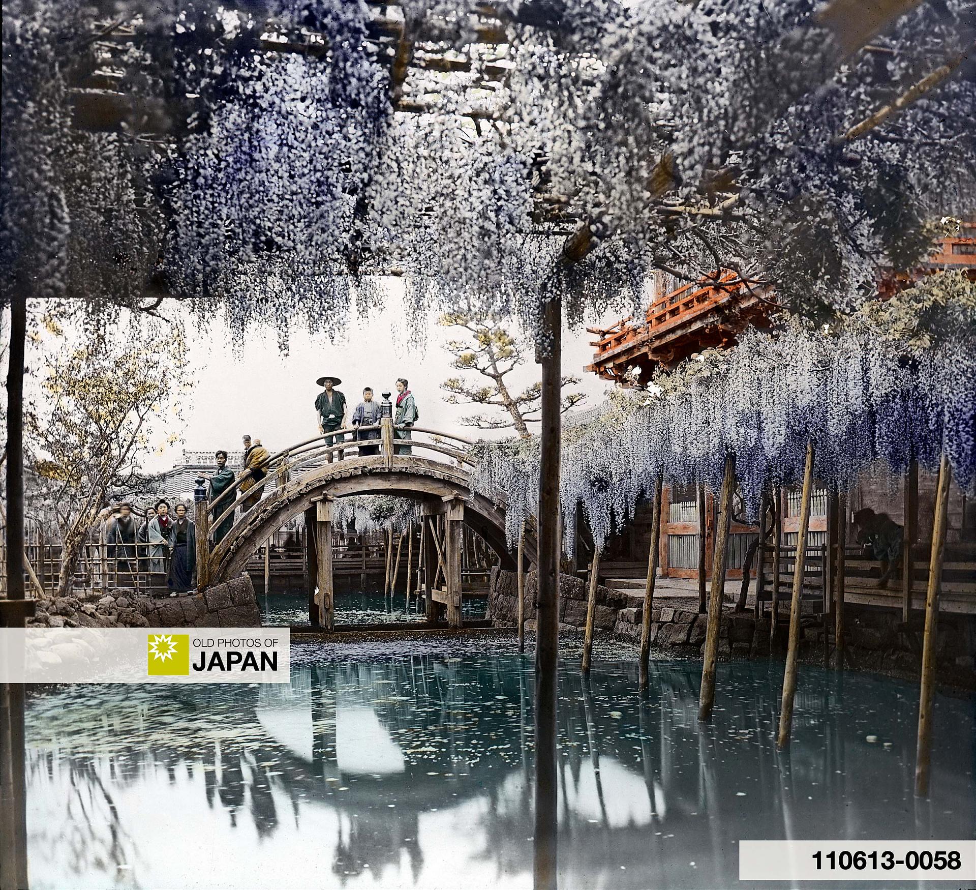 Tokyo 1890s • Wisteria at Kameido Tenjin | OLD PHOTOS of JAPAN